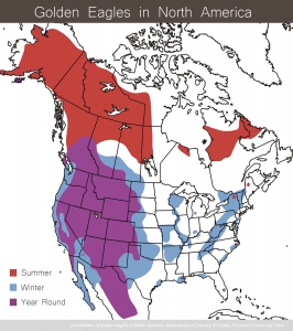 Bald Eagle FAQ | Stewards of the Upper Mississippi River Refuge